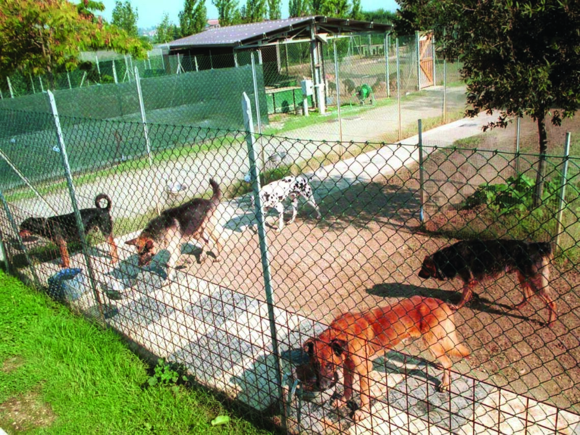 Canile intercomunale di Cesena: nuova gestione ad ente di Gatteo