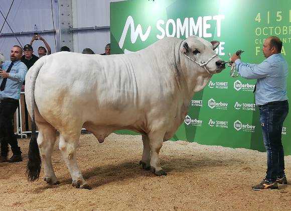 Ecco Fardini Indovinello: il toro da 1.200 chili che incanta in Francia