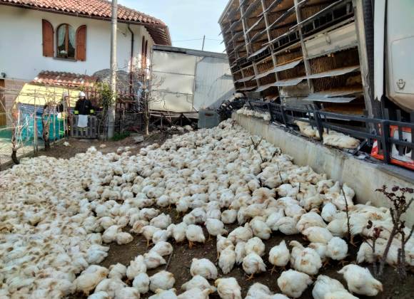 Civitella, incidente: camion si ribalta e perde il carico di polli ...