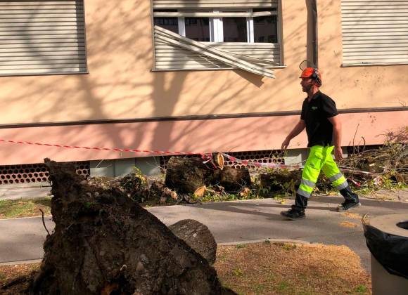 Cesena. Grosso albero cade contro la parete di una scuola media durante le lezioni. Abbattuto un ...