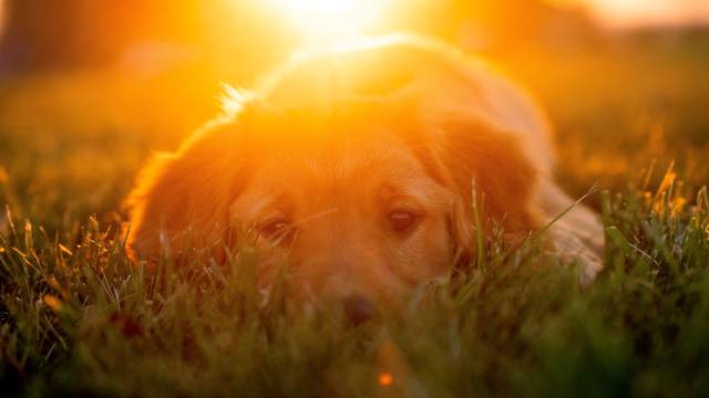 Meteo Romagna, ondate di calore fino al 24 giugno con punte fino a 40 gradi