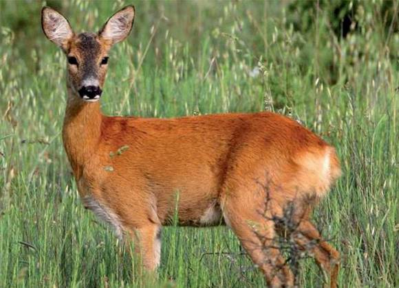 Capriolo nella pista dell'aeroporto di Rimini. "Va abbattuto". Sarà salvato