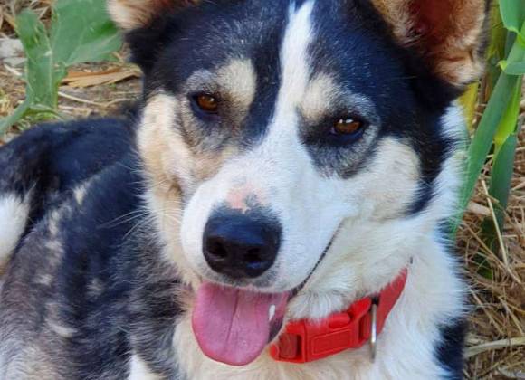 Ory, il cane che ride. Mat, bontà ed energia