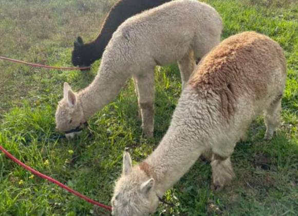 Rimini. Branco di lupi sbrana alpaca