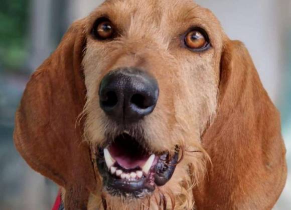 Elvis, Kelly e Luna Tre cani in difficoltà