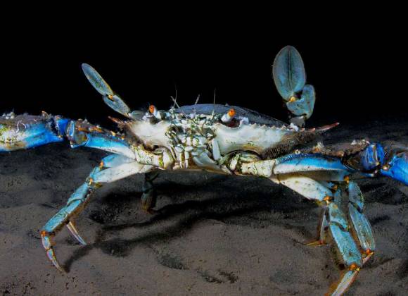 L'invasione dei granchi blu in Romagna: "Ottimi da mangiare"