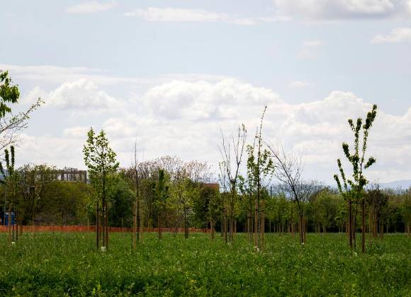 Cesena, 45 nuovi alberi grazie ad Auser