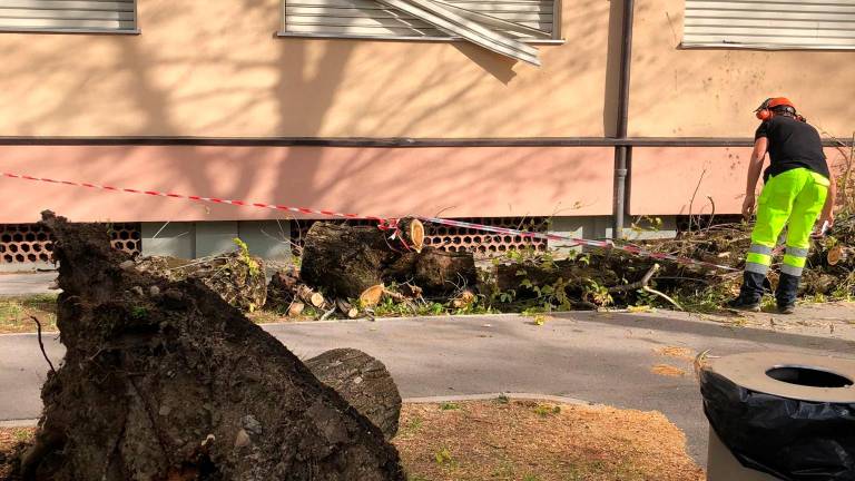 Cesena. Grosso albero cade contro la parete di una scuola media durante le lezioni. Abbattuto un ...