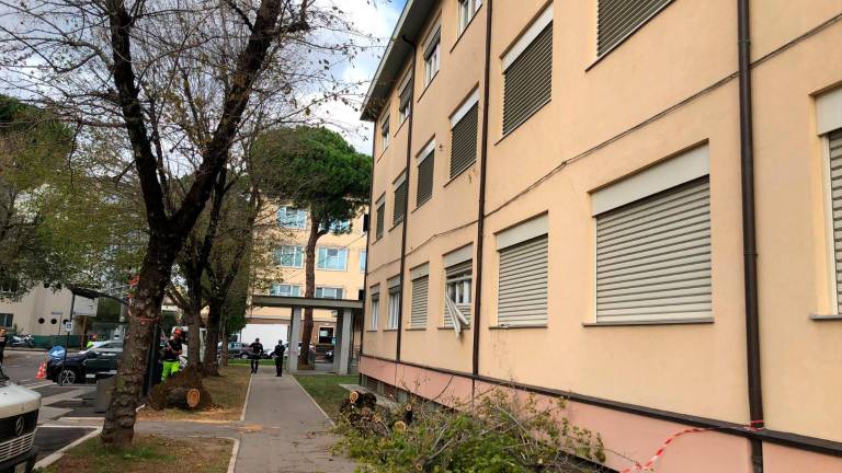 Cesena. Grosso albero cade contro la parete di una scuola media durante le lezioni. Abbattuto un ...