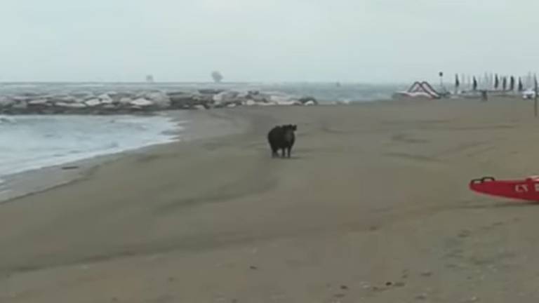 Ravenna, cinghiale in spiaggia a Punta Marina - VIDEO Ravenna, cinghiale in spiaggia a Punta Marina - VIDEO
